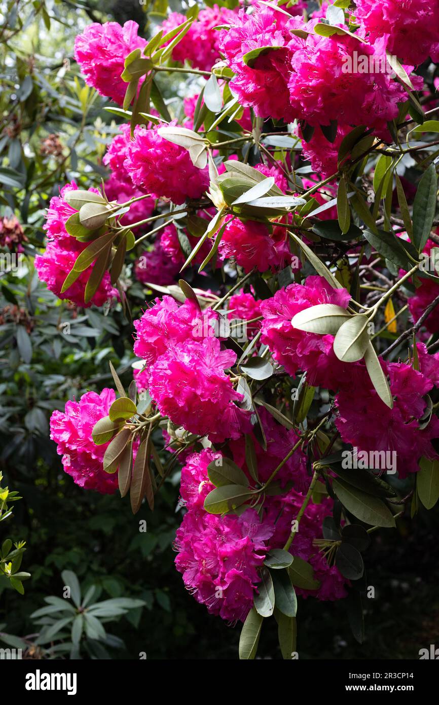 Bright pink rhododendron flowers Stock Photo - Alamy