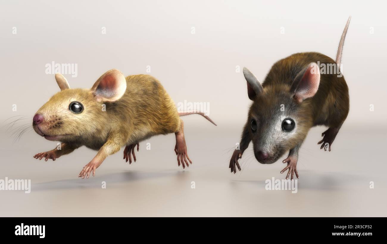 Ma useschwanz hi-res stock photography and images - Alamy