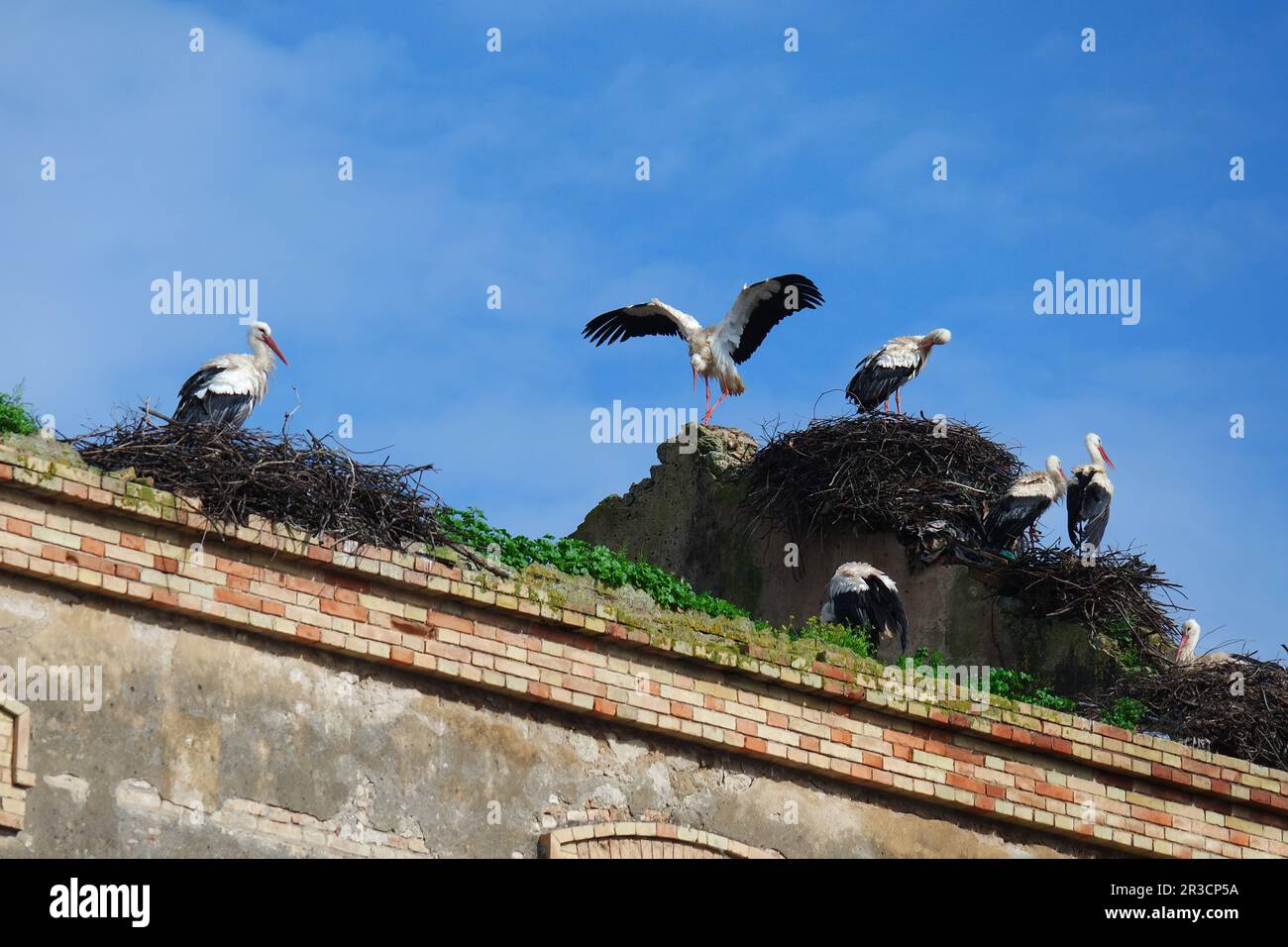 Stork nests on a house ruin, Andalusia Stock Photo - Alamy