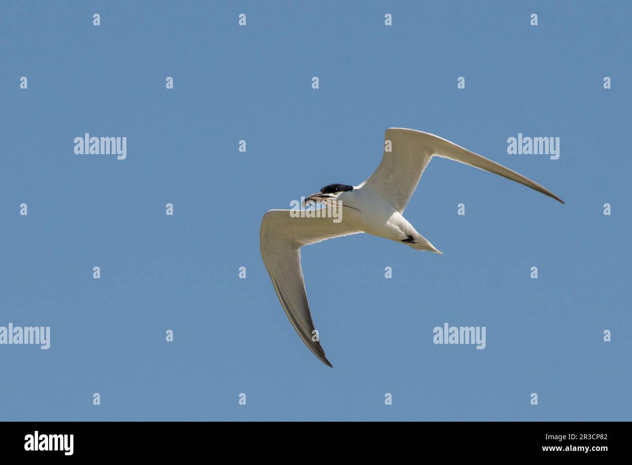 Gull-billed tern flying with lizard Stock Photo - Alamy