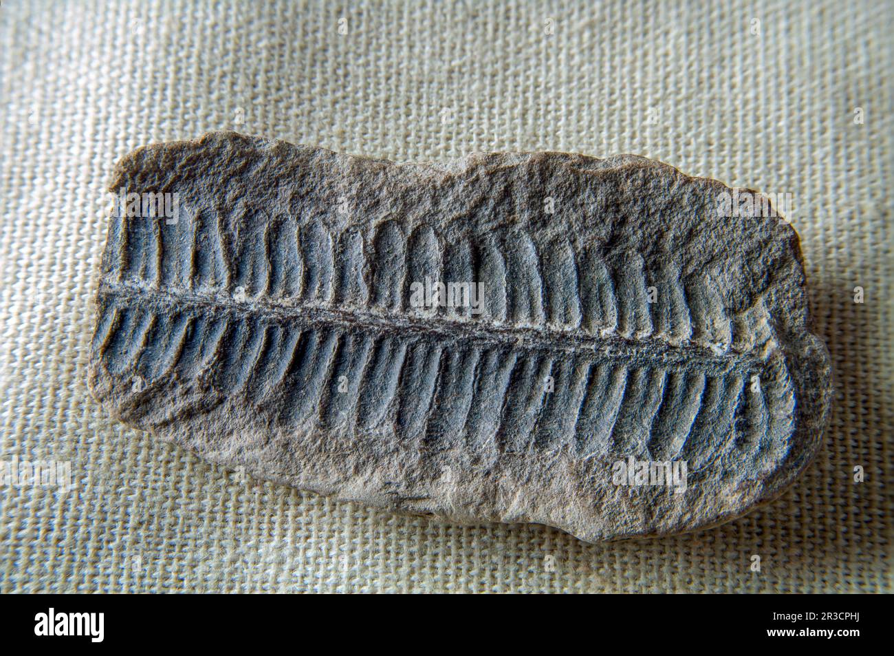 Fossil fern coal hi-res stock photography and images - Alamy