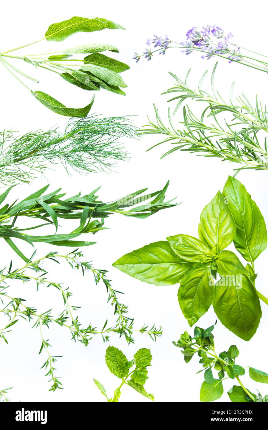 Assortment of fresh aromatic herbs on white background Stock Photo - Alamy