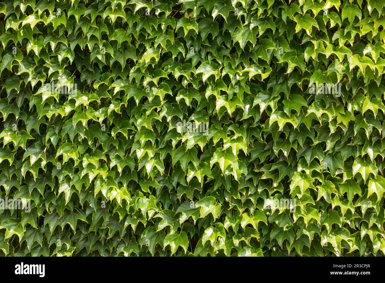The beautiful soothing background of fresh creeping ivy Stock Photo - Alamy