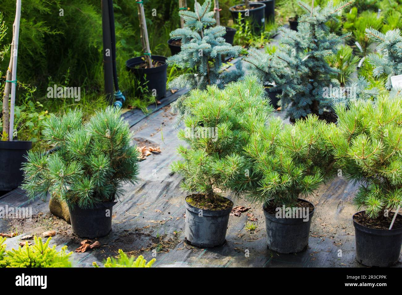 Searching substitution to traditional cut fir tree Stock Photo - Alamy