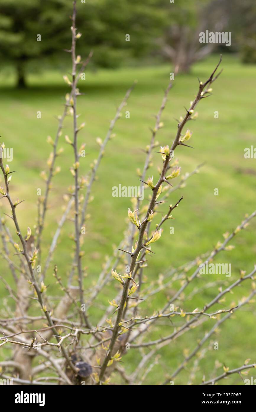 Maclura pomifera - Osage Orange tree Stock Photo - Alamy