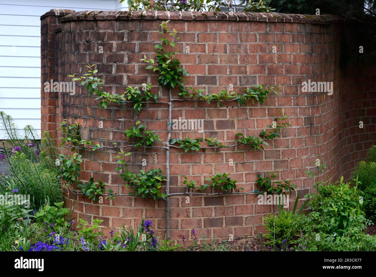 A dwarf apple tree pruned in the espalier method grows against a brick ...