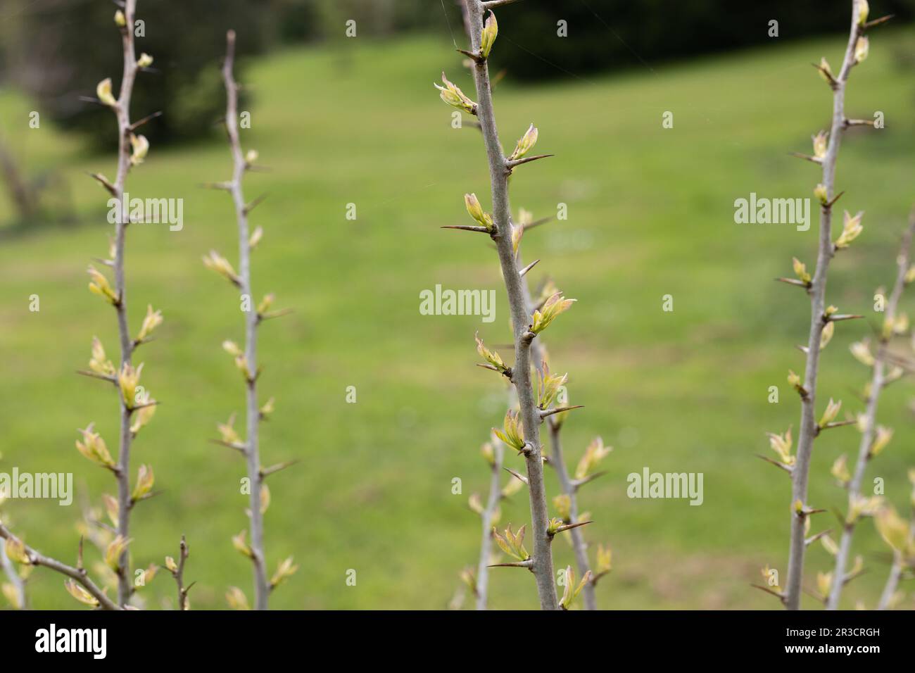 Maclura pomifera - Osage Orange tree Stock Photo - Alamy