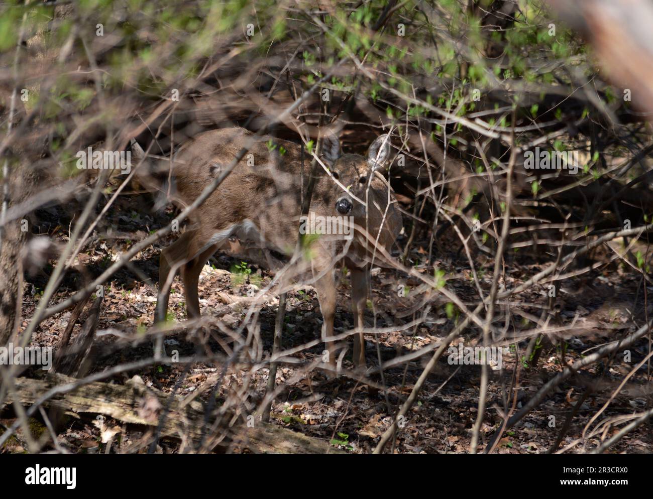 A deer, barely visible in a thicket of bushes and trees in Virginia ...