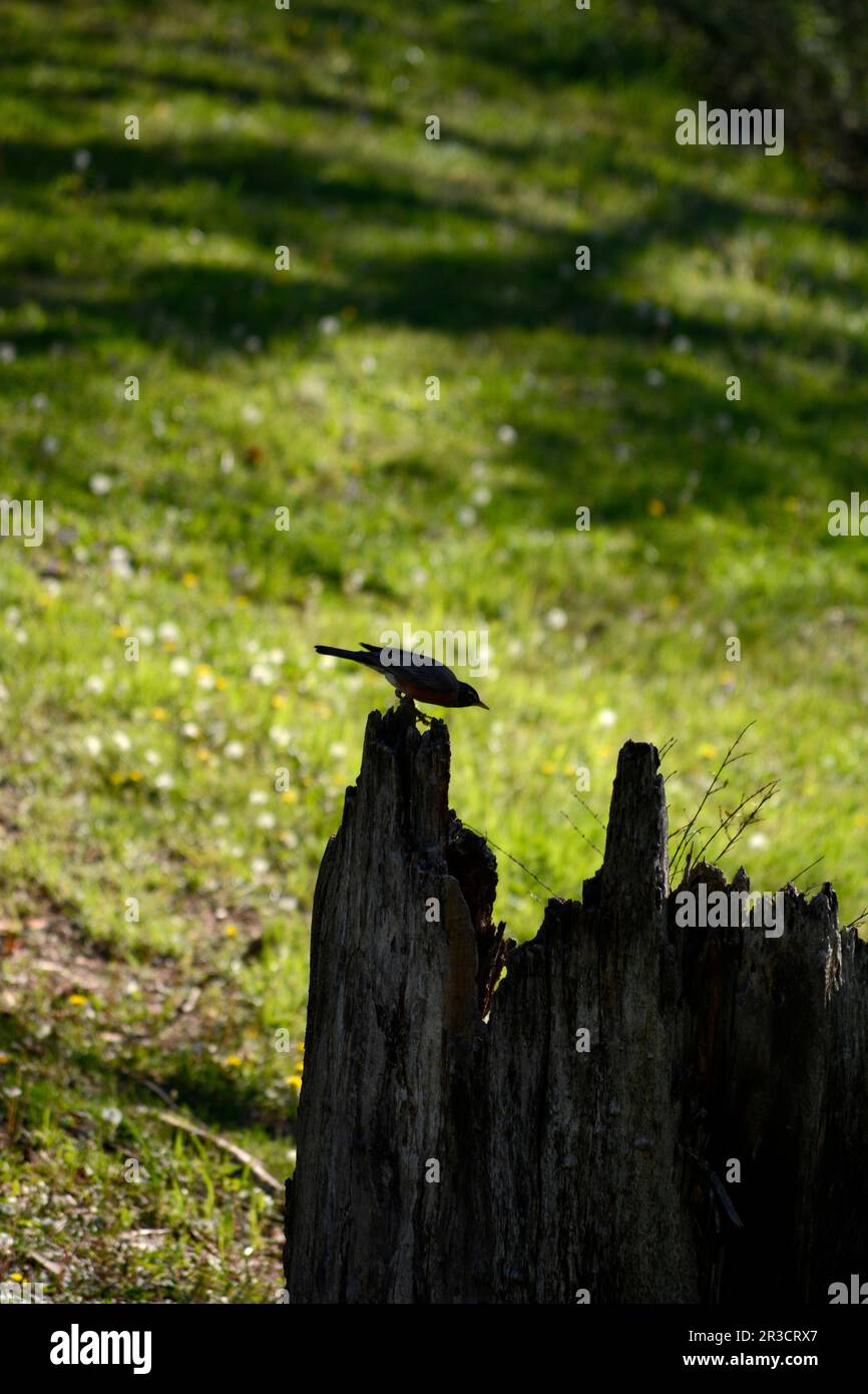 A bird (American robin) is silouetted as it perches on a tree stump in ...