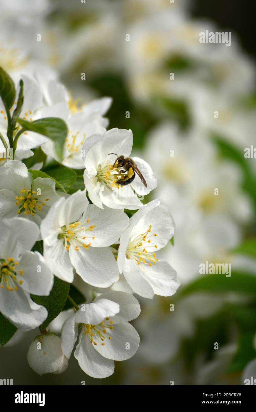 Alexander bee hi-res stock photography and images - Alamy