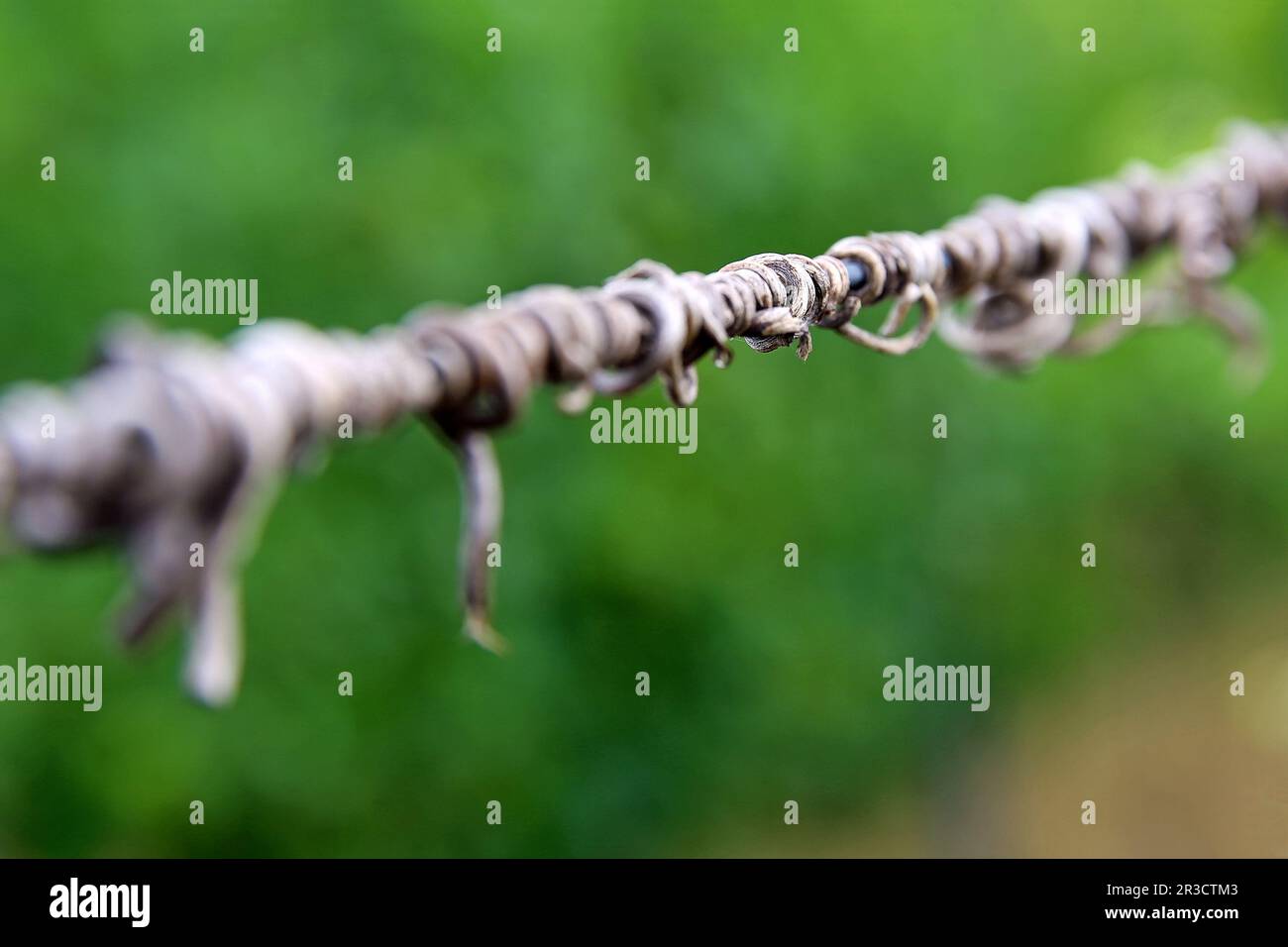 Vine tendrils hi-res stock photography and images - Alamy