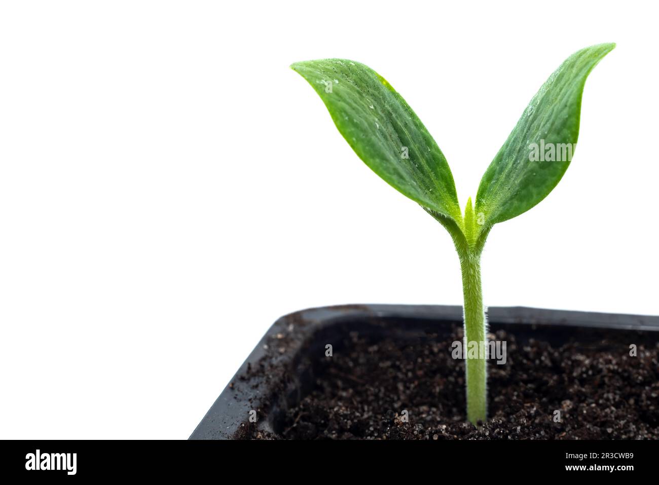 Plant sprout on a white background in a box. sprouted plant Stock Photo ...