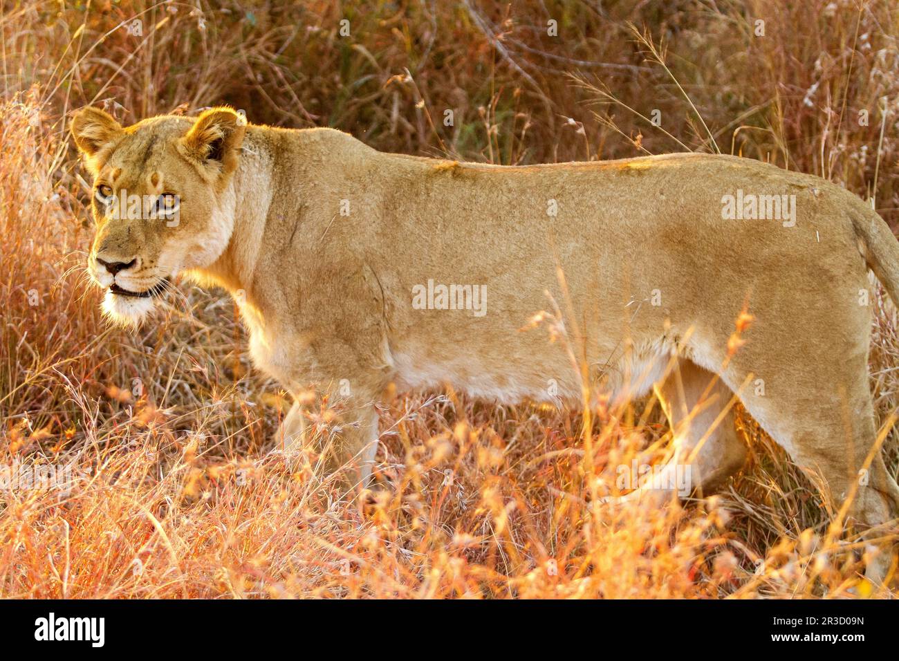 Lion trophy hunting south africa hi-res stock photography and images ...