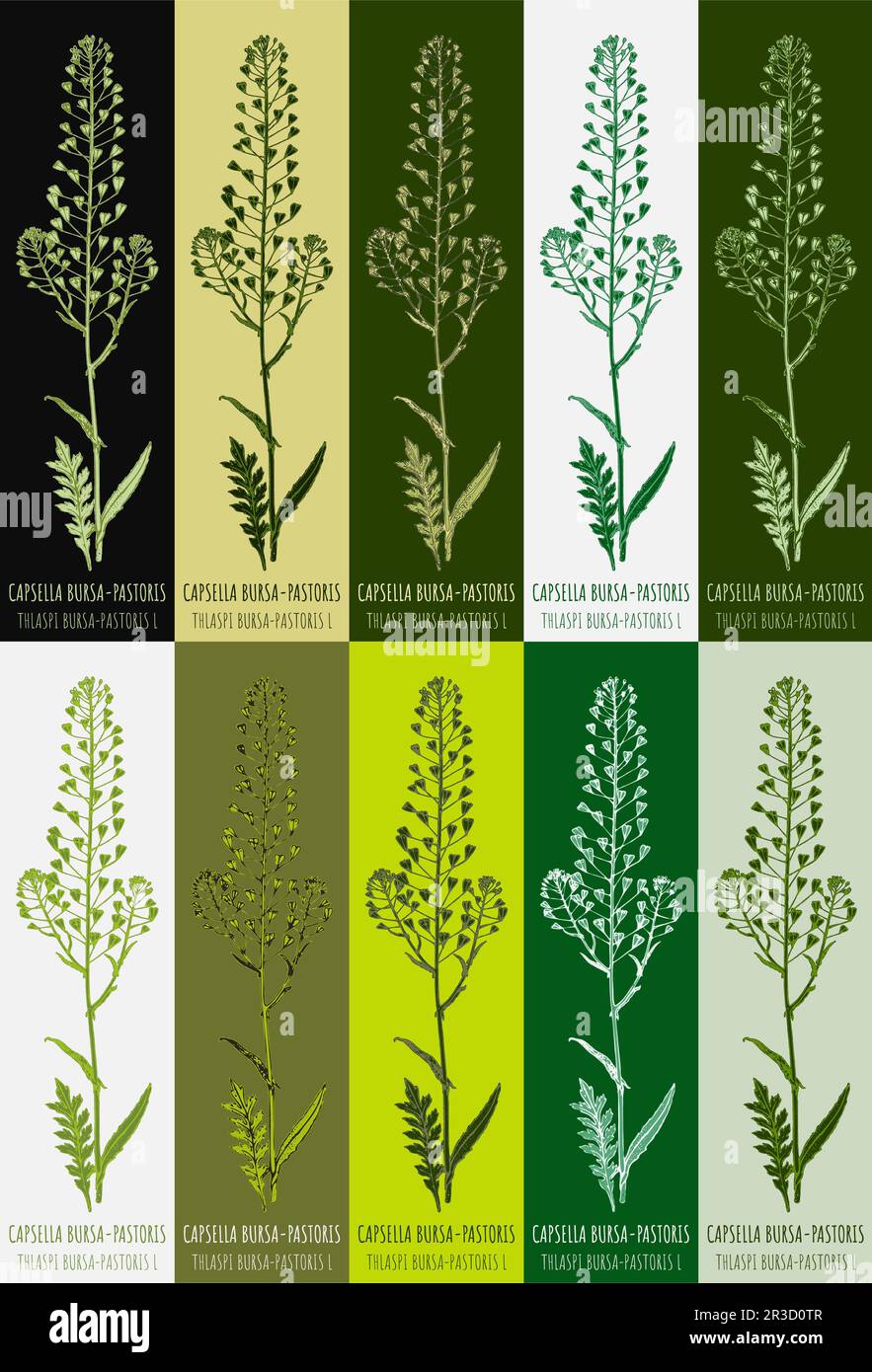 Set of drawing of CAPSELLA BURSA-PASTORIS in various colors. Hand drawn ...