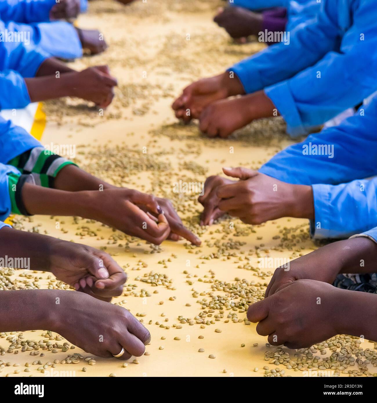 Raw Coffee Bean sorting and processing in a factory Stock Photo - Alamy