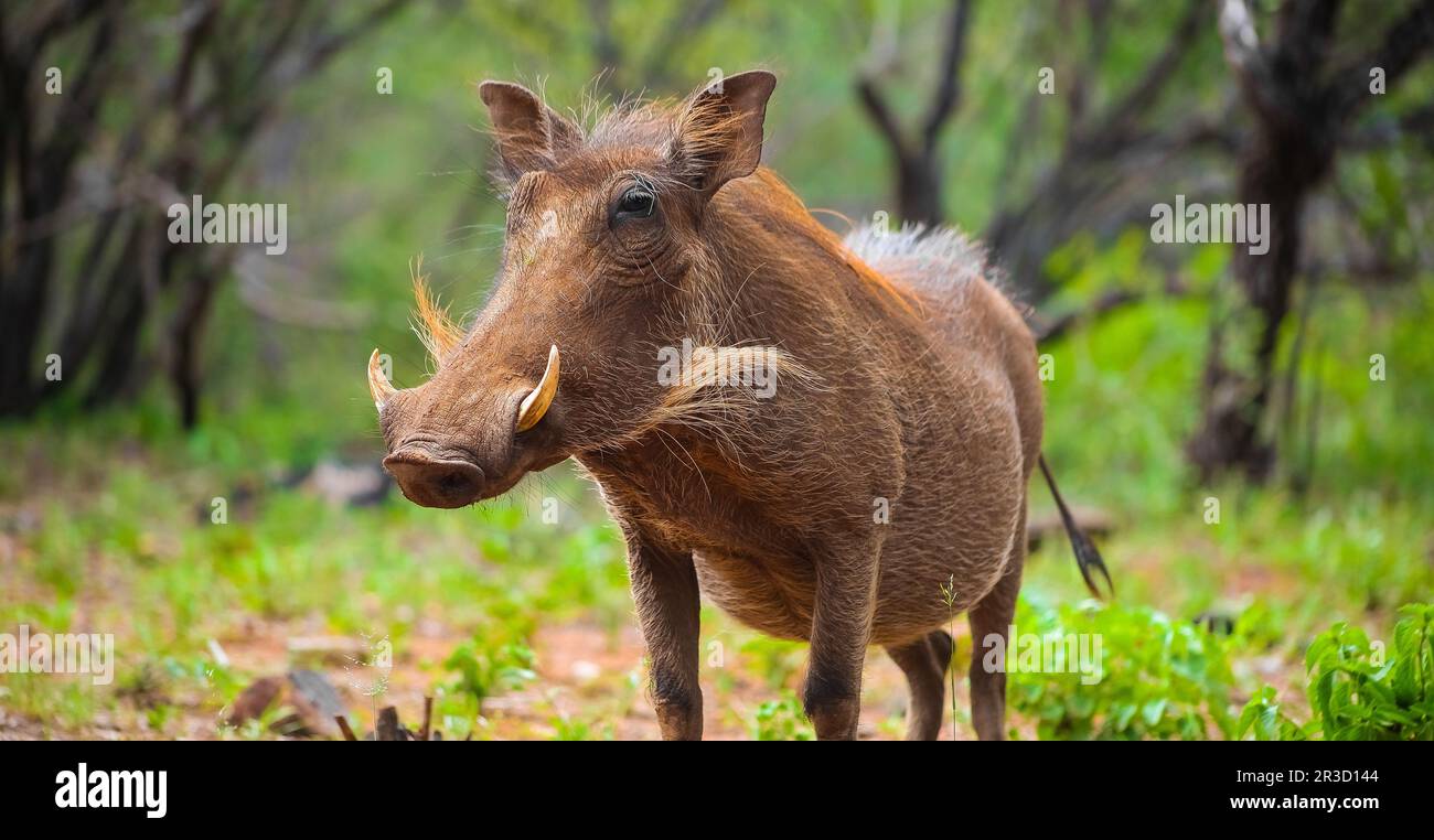 African wild pig hi-res stock photography and images - Alamy