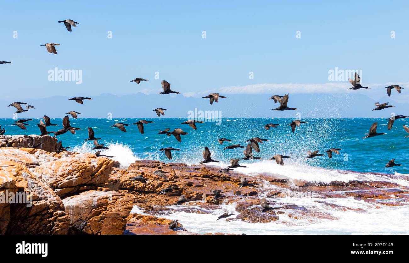 A flock of Cape Cormorant aquatic sea birds taking flight off the coast ...