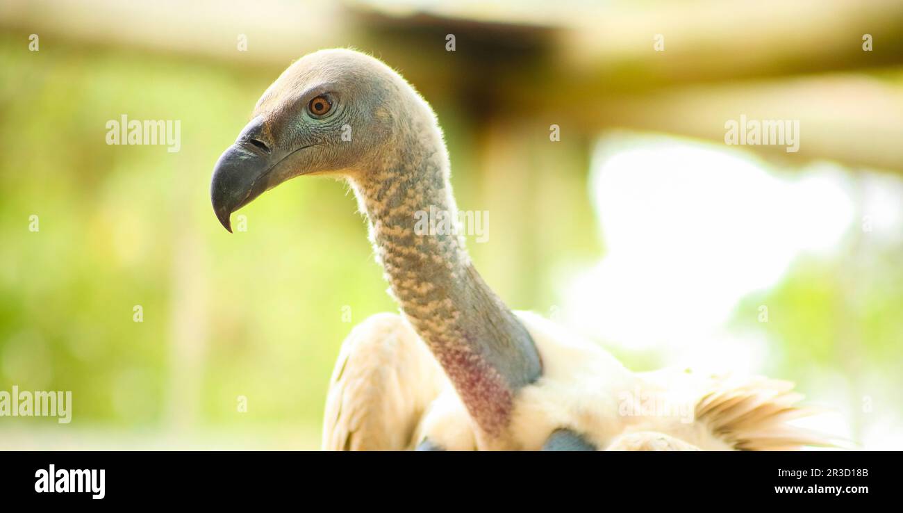 Portrait vulture beautiful wildlife hi-res stock photography and images ...