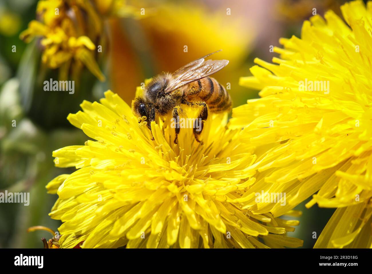 Flower ecosystem hi-res stock photography and images - Alamy