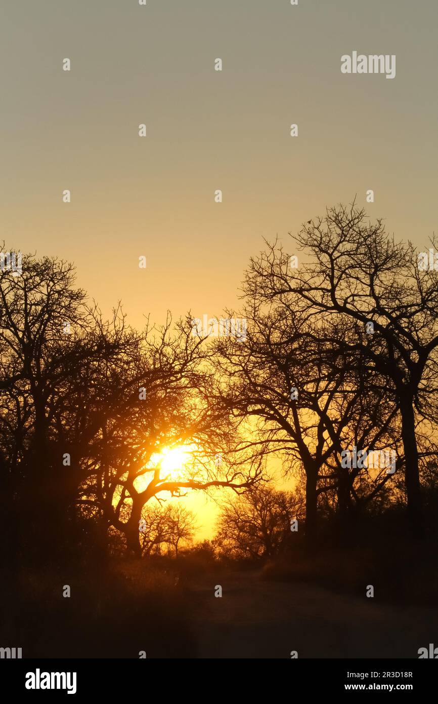 Silhouetted trees at sunset in South African bush Stock Photo - Alamy