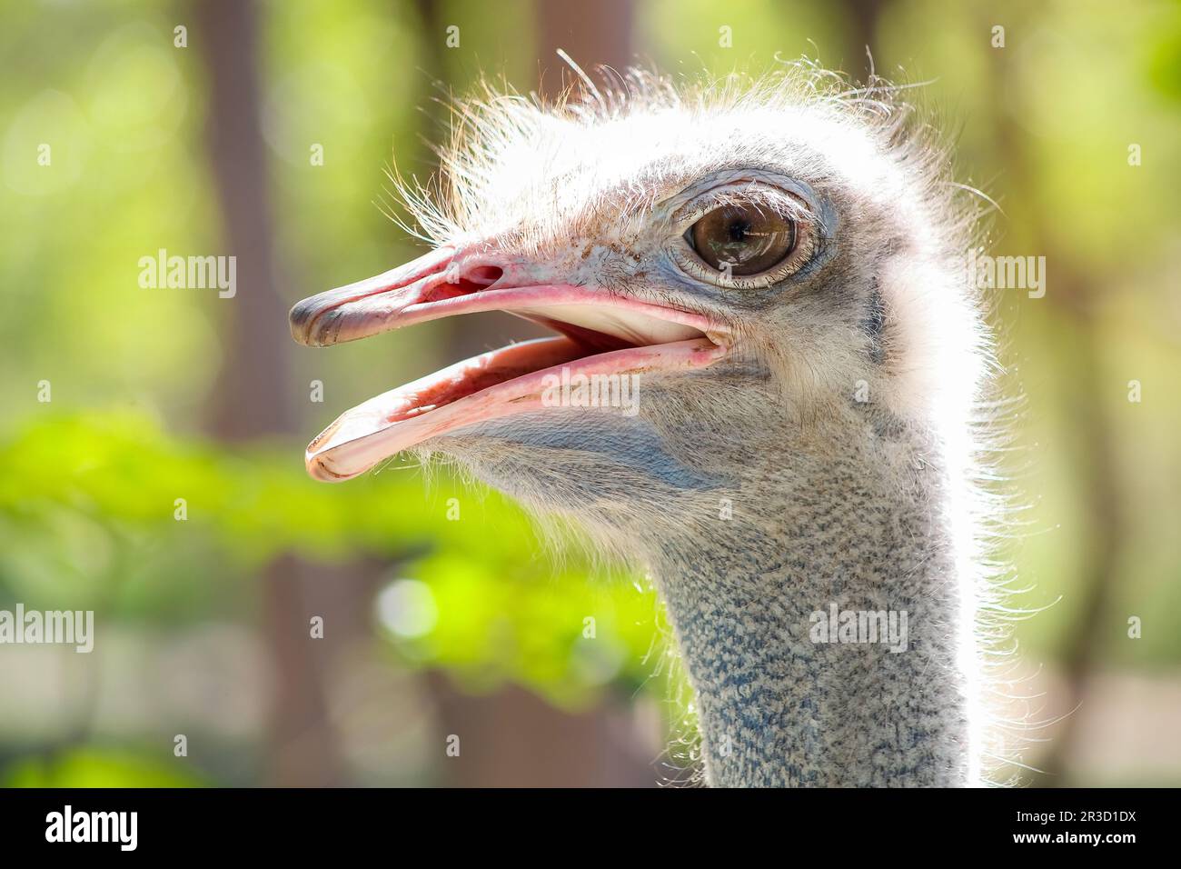 Ostrich head face close up animal hi-res stock photography and images ...