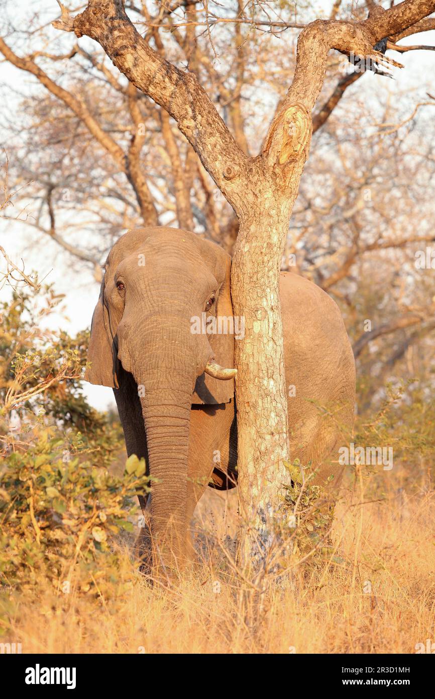 African Elephants in South African game reserve Stock Photo - Alamy