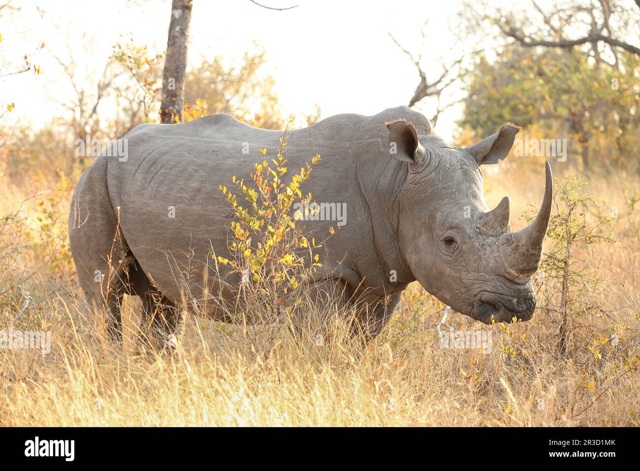 African White Rhino in a South African Game Reserve Stock Photo - Alamy