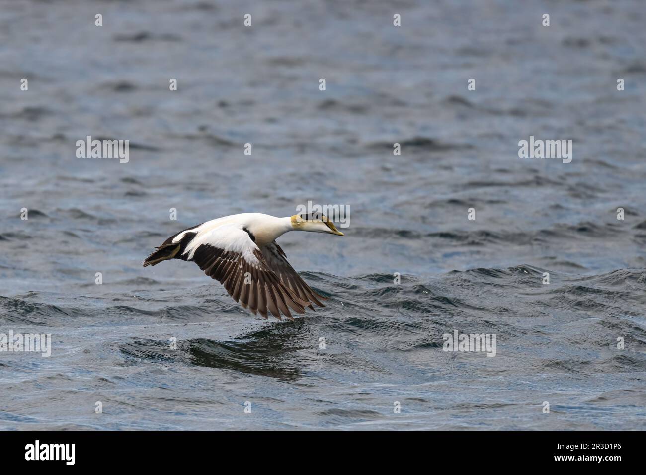 A male Common Eider (Somateria mollissima) duck flying low along the ...