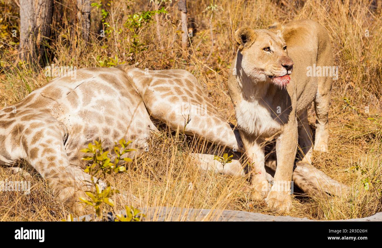 African Lion in a South African Game Reserve Stock Photo - Alamy