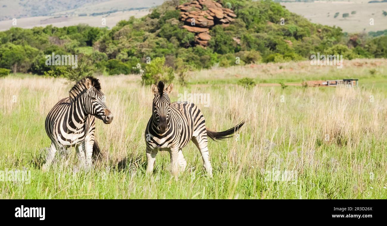 Two African Zebras on the savanah Stock Photo - Alamy