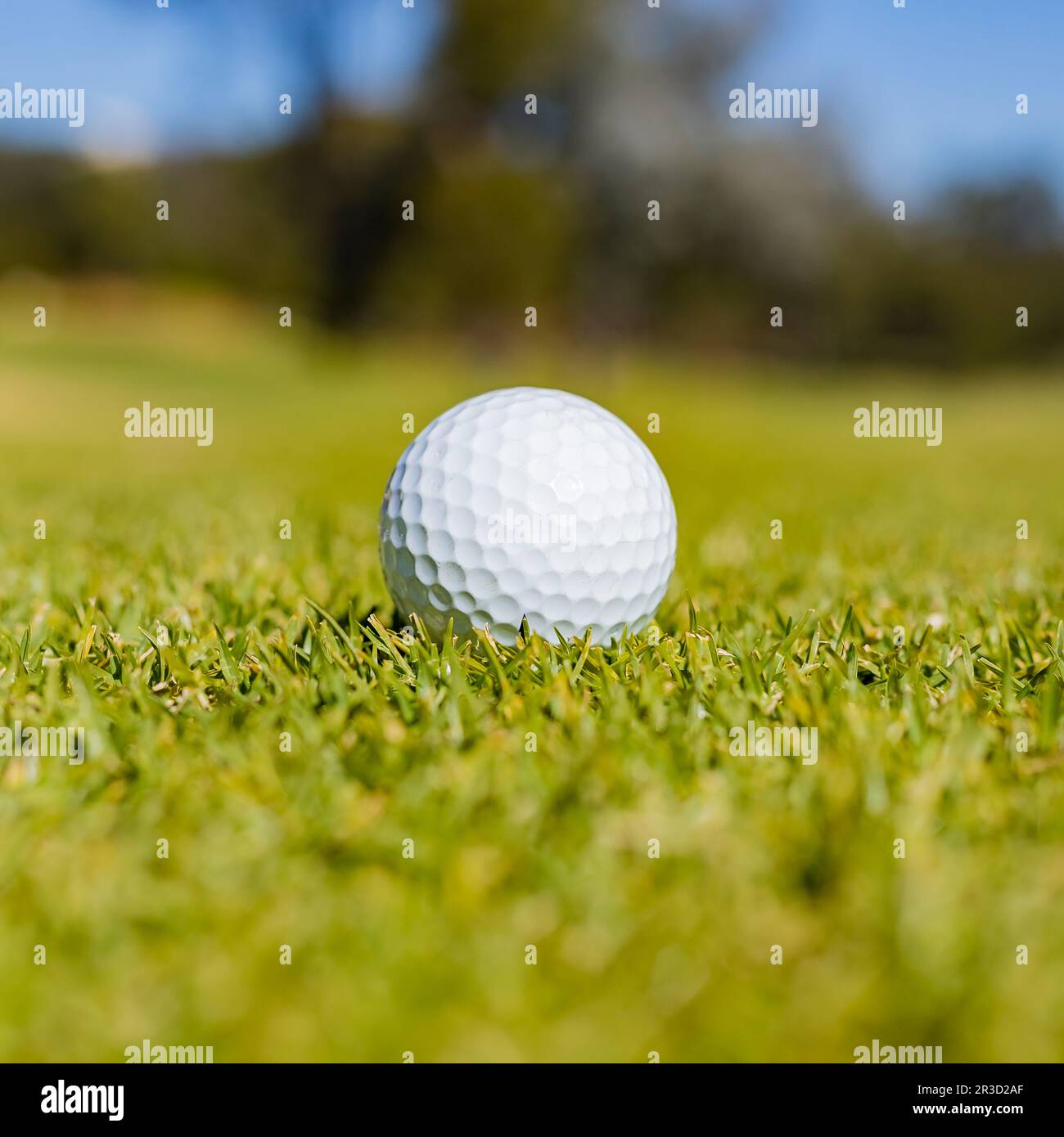 Golf Ball on a Fairway green at a golf course Stock Photo - Alamy
