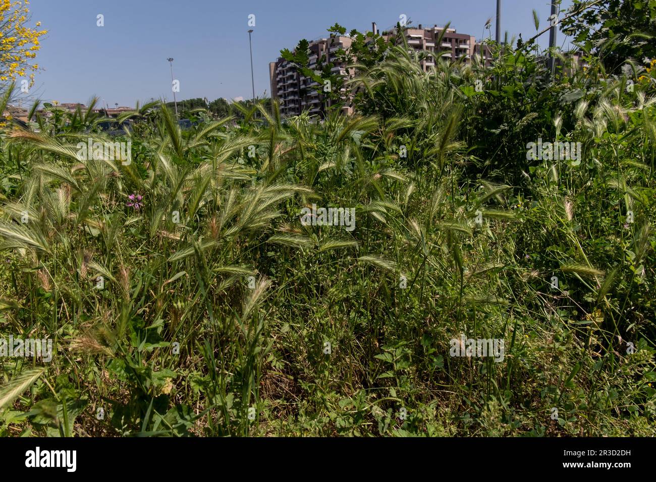 Rome, Italy, Italy. 23rd May, 2023. The city continues to resemble a ...