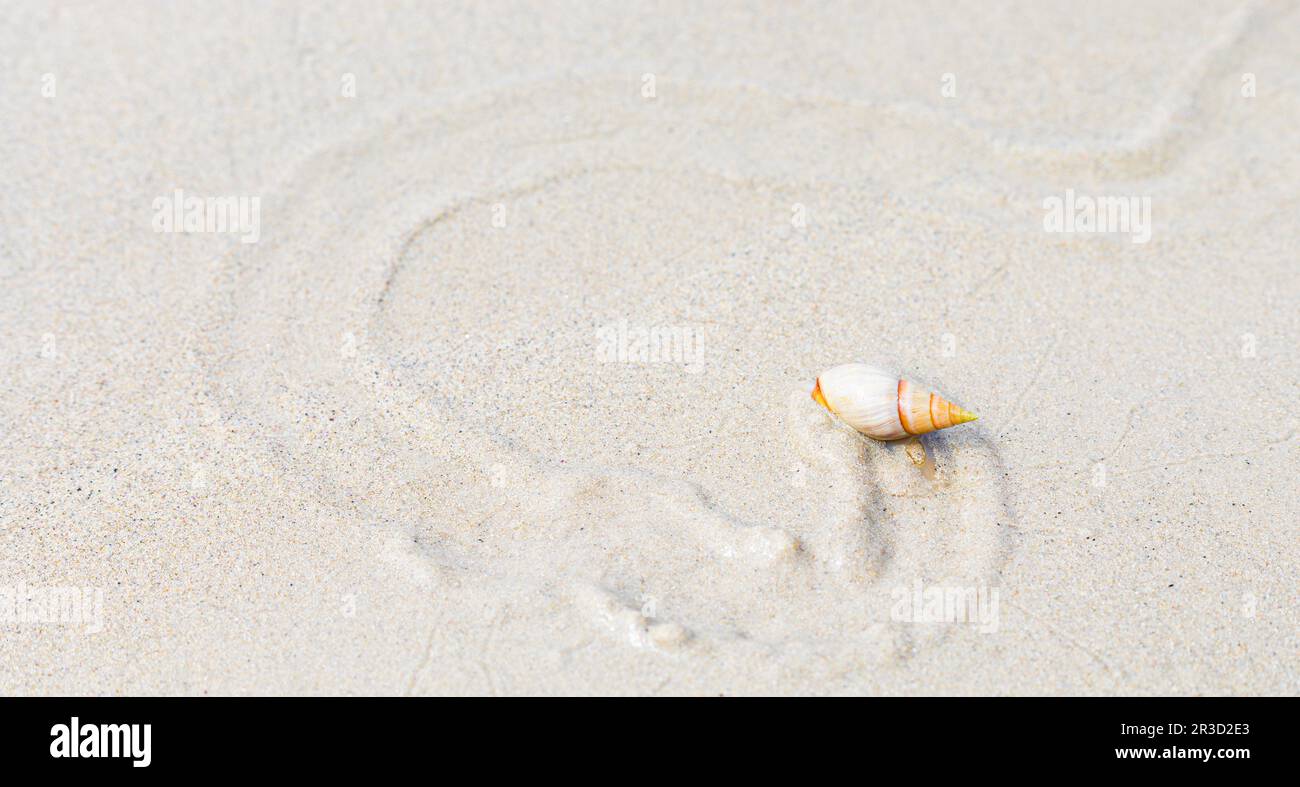 Small Sea Snail making a trail on beach sand Stock Photo - Alamy