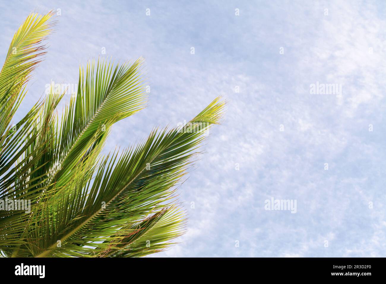 Coconut palm tree leaves and blue cloudy sky, natural tropic background ...