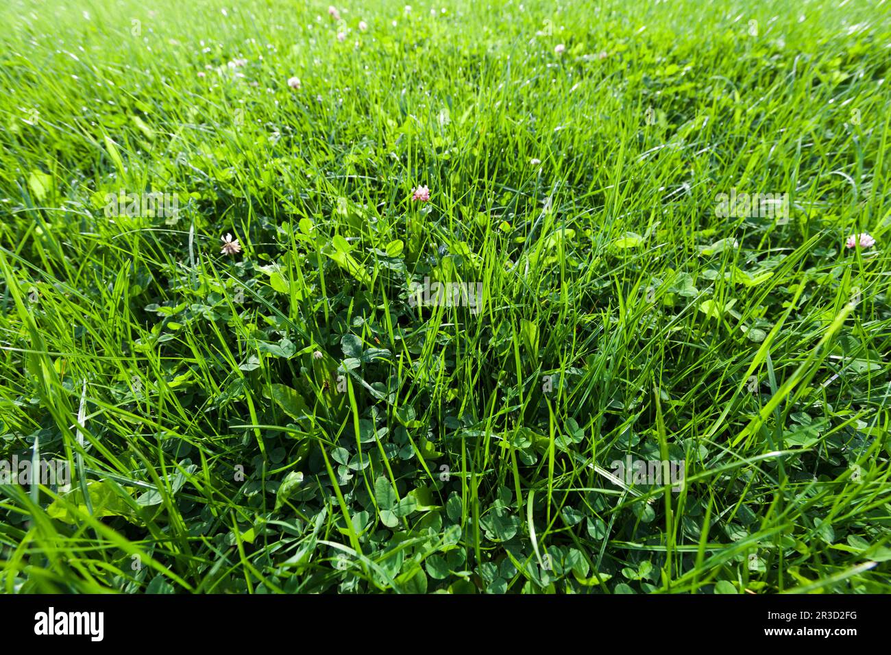 Fresh green grass on a summer lawn. Close-up natural photo taken on a ...