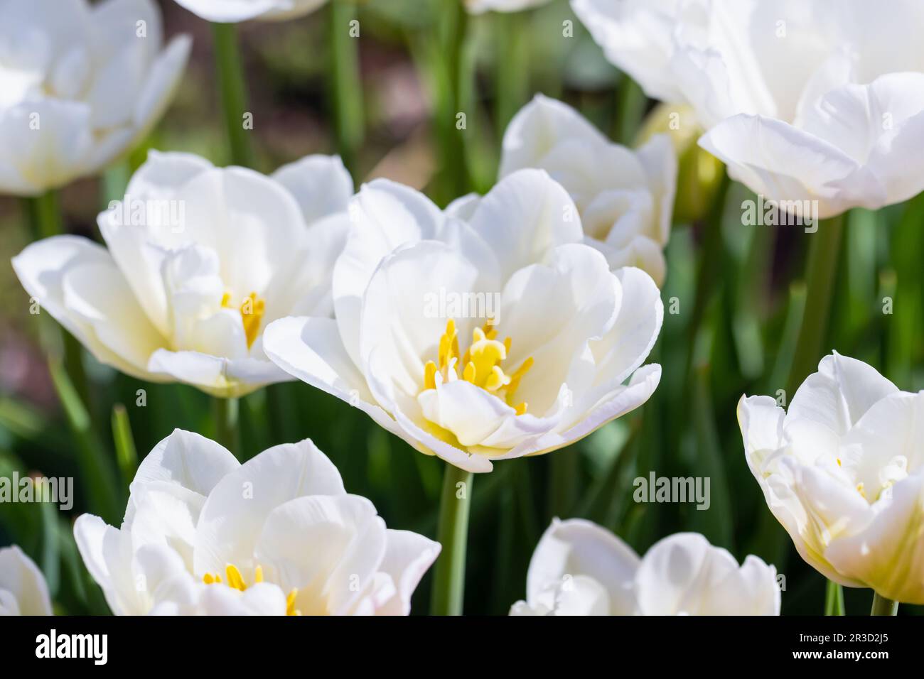 White tulip flowers grow in a spring garden, close-up photo with ...