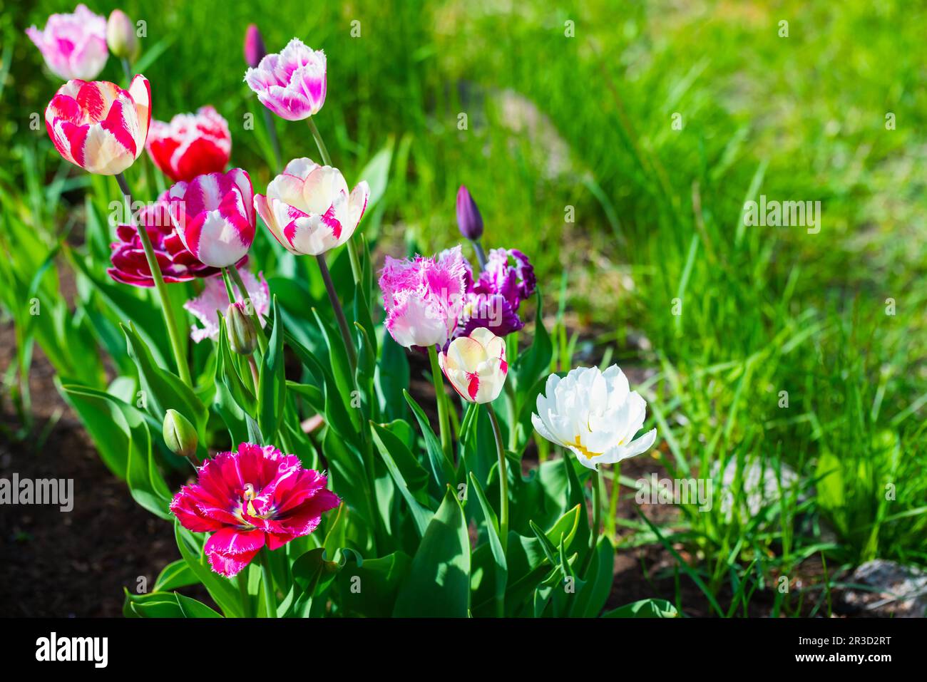 Colorful tulip flowers grow in a spring garden, close up photo with ...
