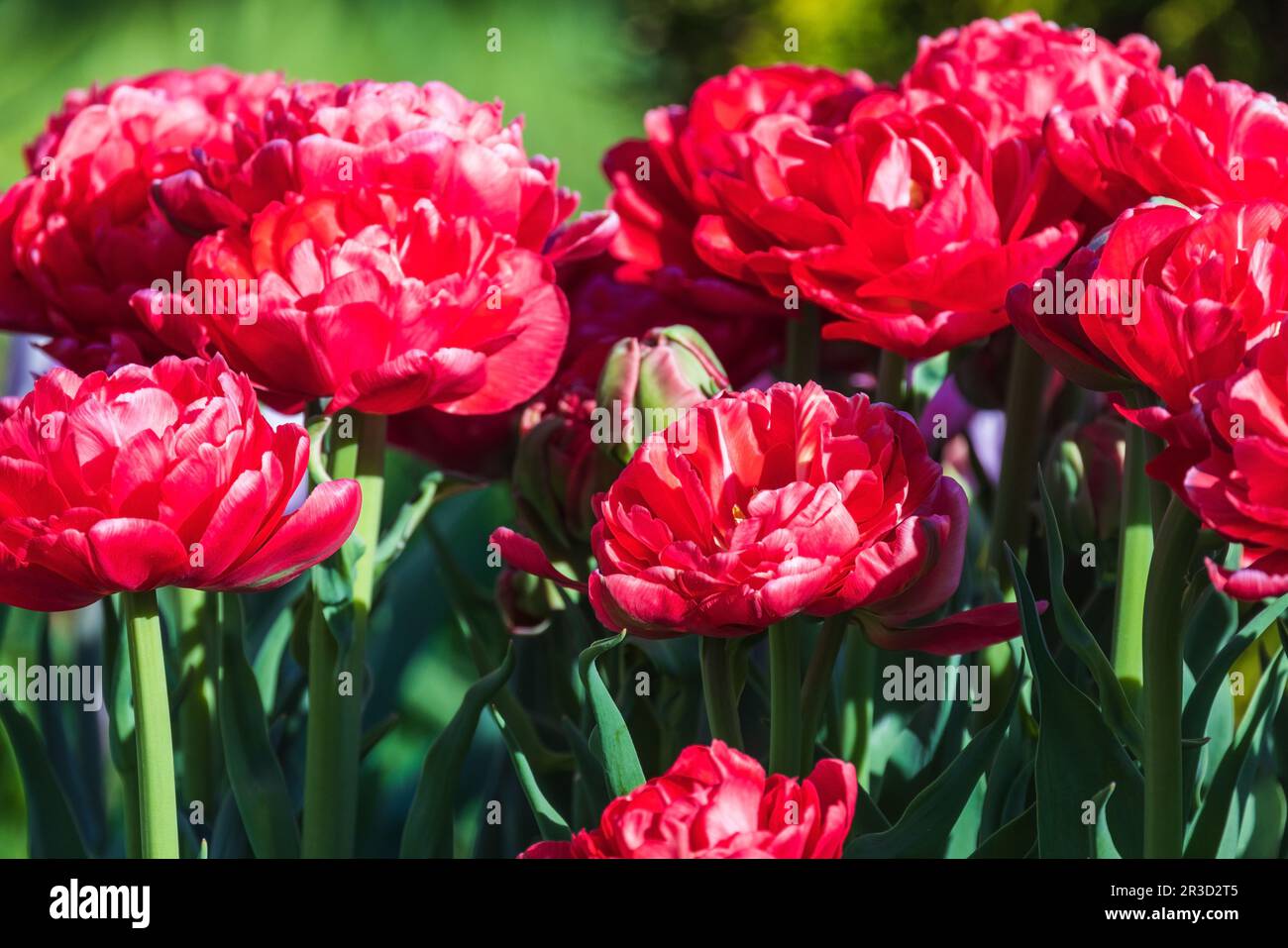 Red tulip flowers grow in a spring garden, close-up photo with ...