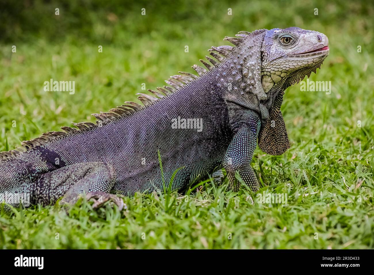Close-up of a pet Iguana with a grey and blue color on a green grass ...