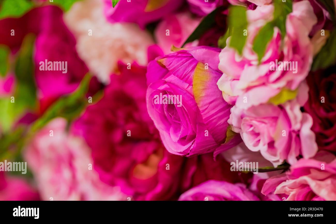 Pink purple roses hi-res stock photography and images - Alamy