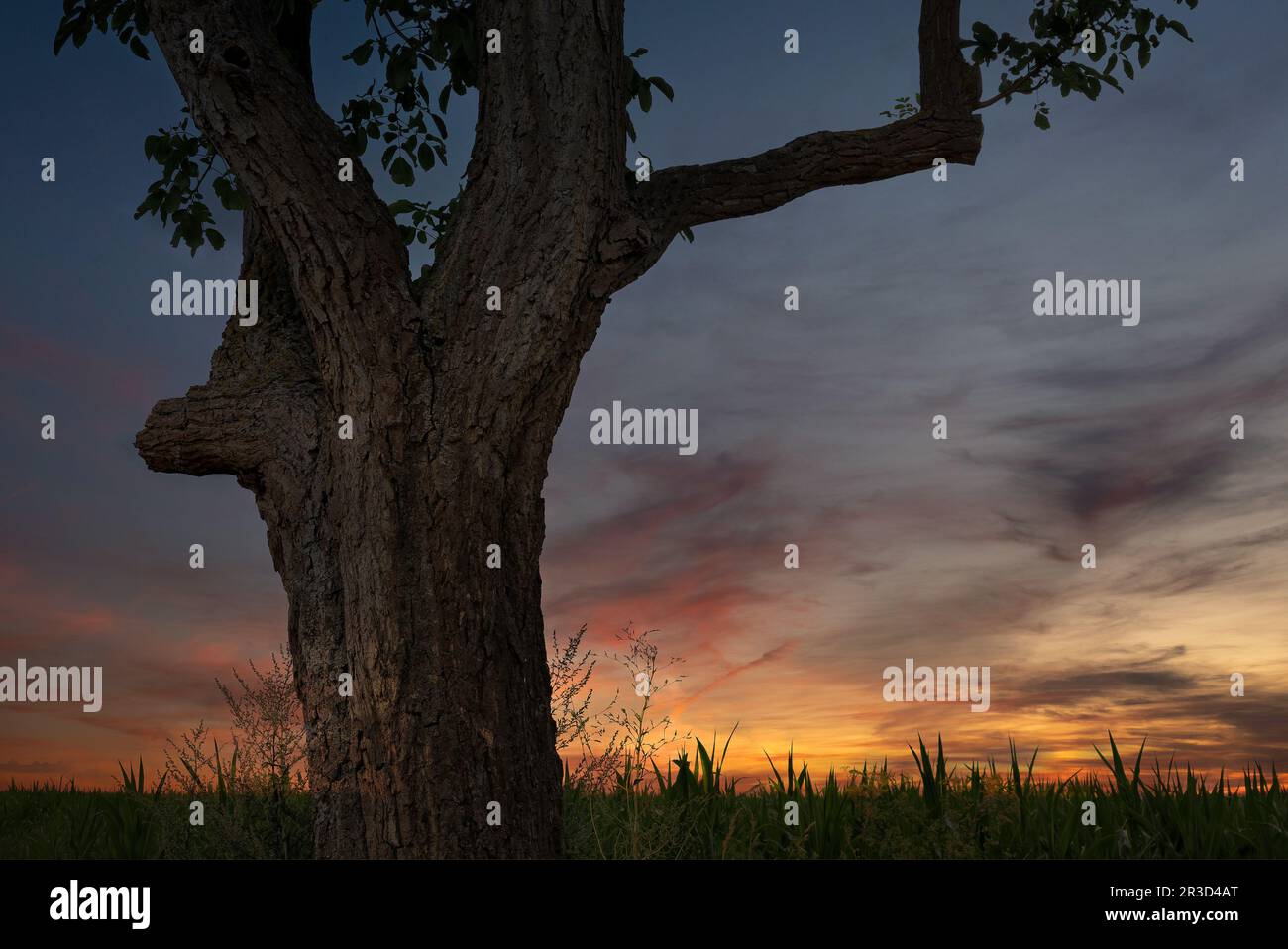 Tree and sunrise Stock Photo - Alamy