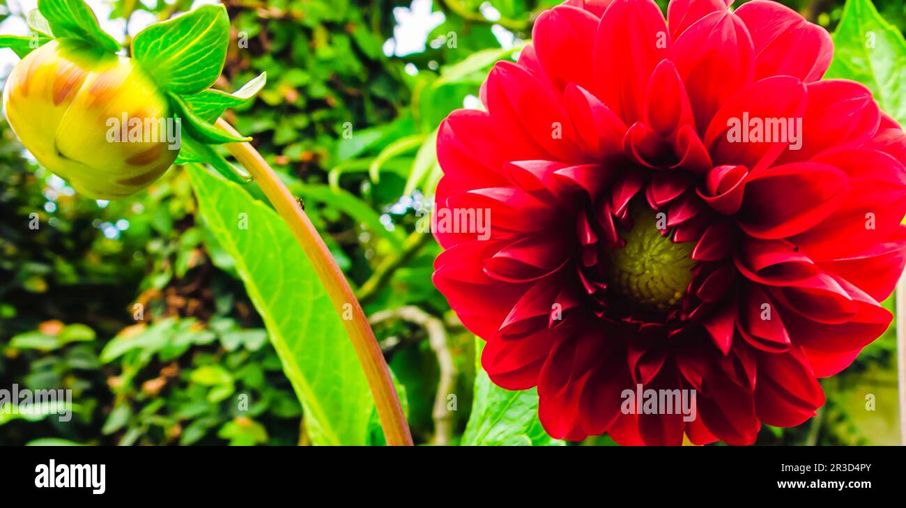A close up of a red Dahlia / Dalia flower and a bud Stock Photo - Alamy