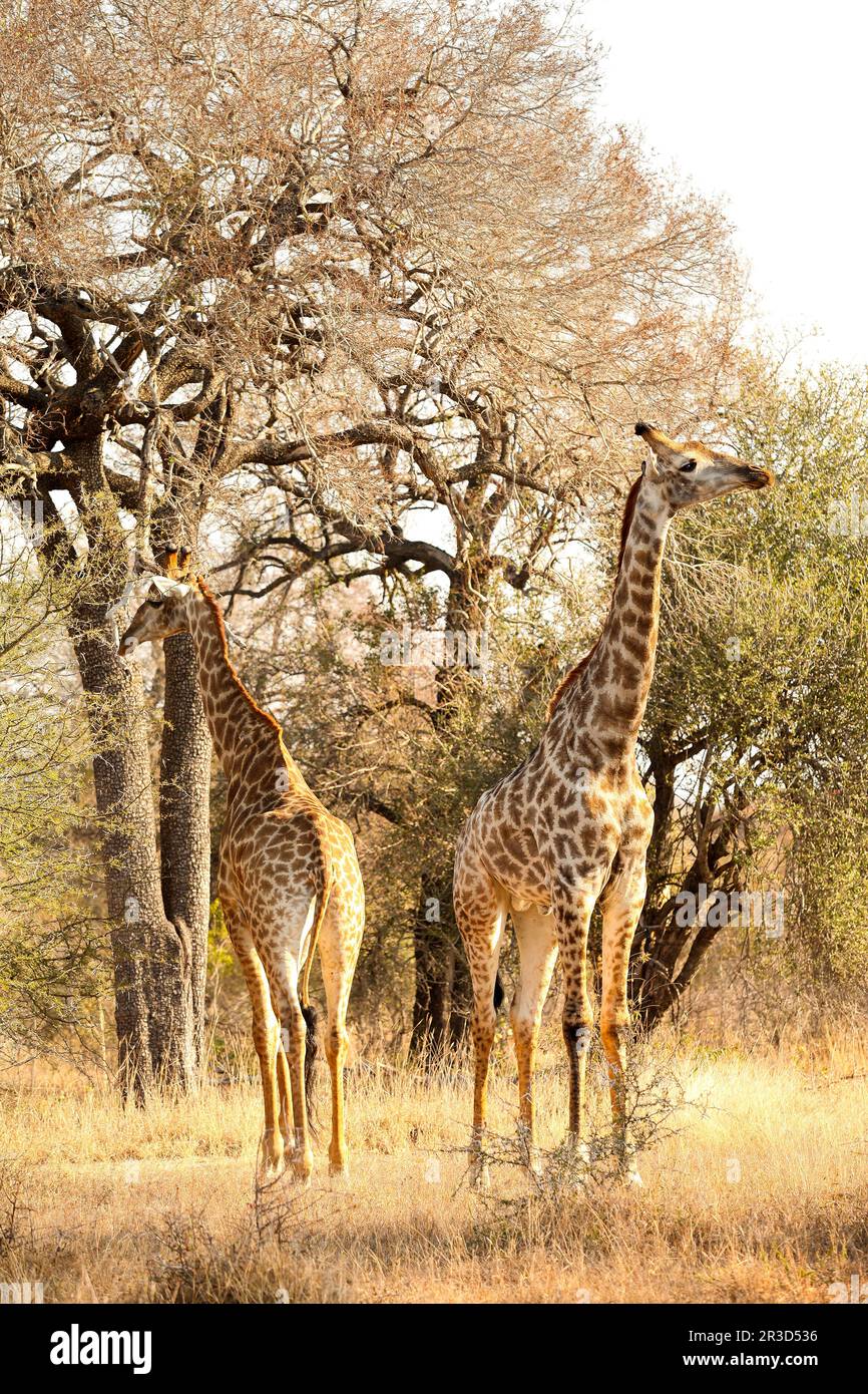 African Giraffe in a South African wildlife reserve Stock Photo - Alamy