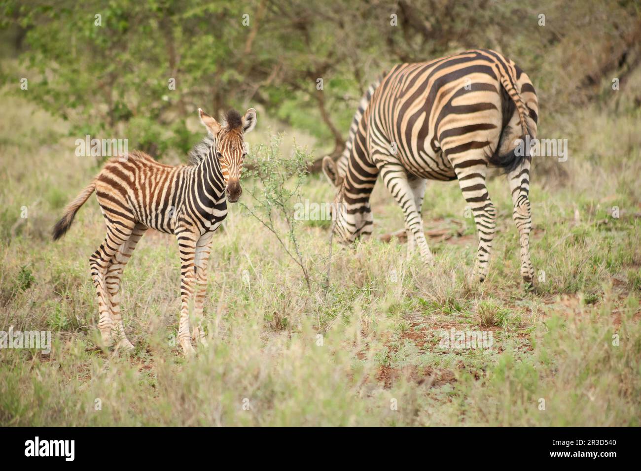 Zebra calf hi-res stock photography and images - Alamy