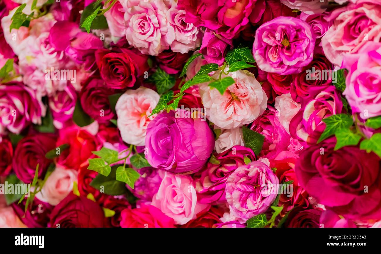 Purple and pink roses hi-res stock photography and images - Alamy