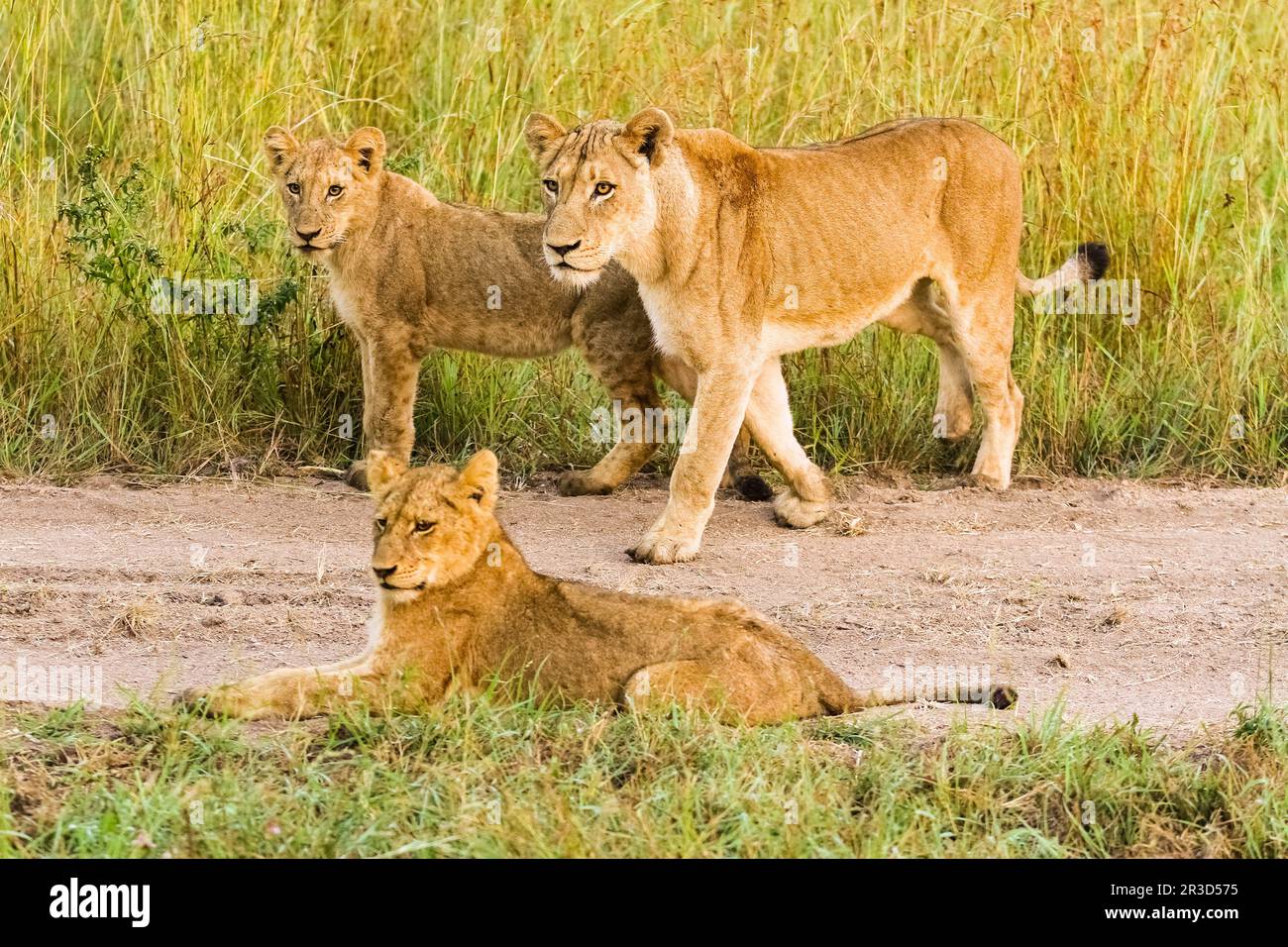 Pride of African Lions on a dirt road in a Game Reserve Stock Photo - Alamy
