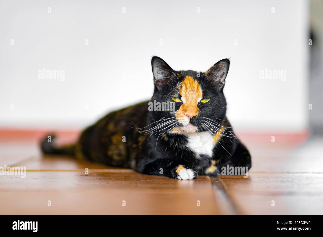 Calico cat black white ginger hi-res stock photography and images - Alamy