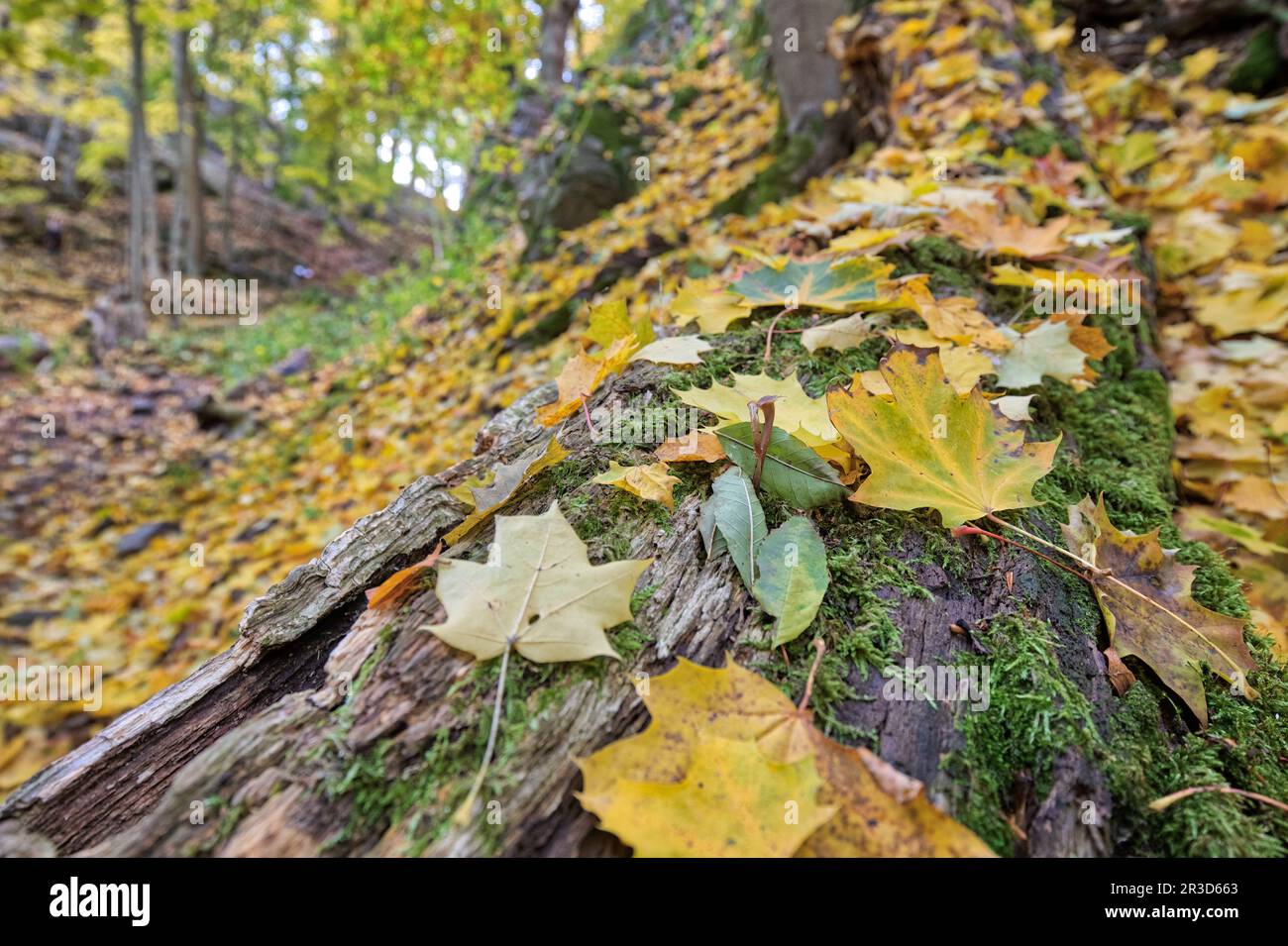 Old tree trunk in autumn Stock Photo - Alamy
