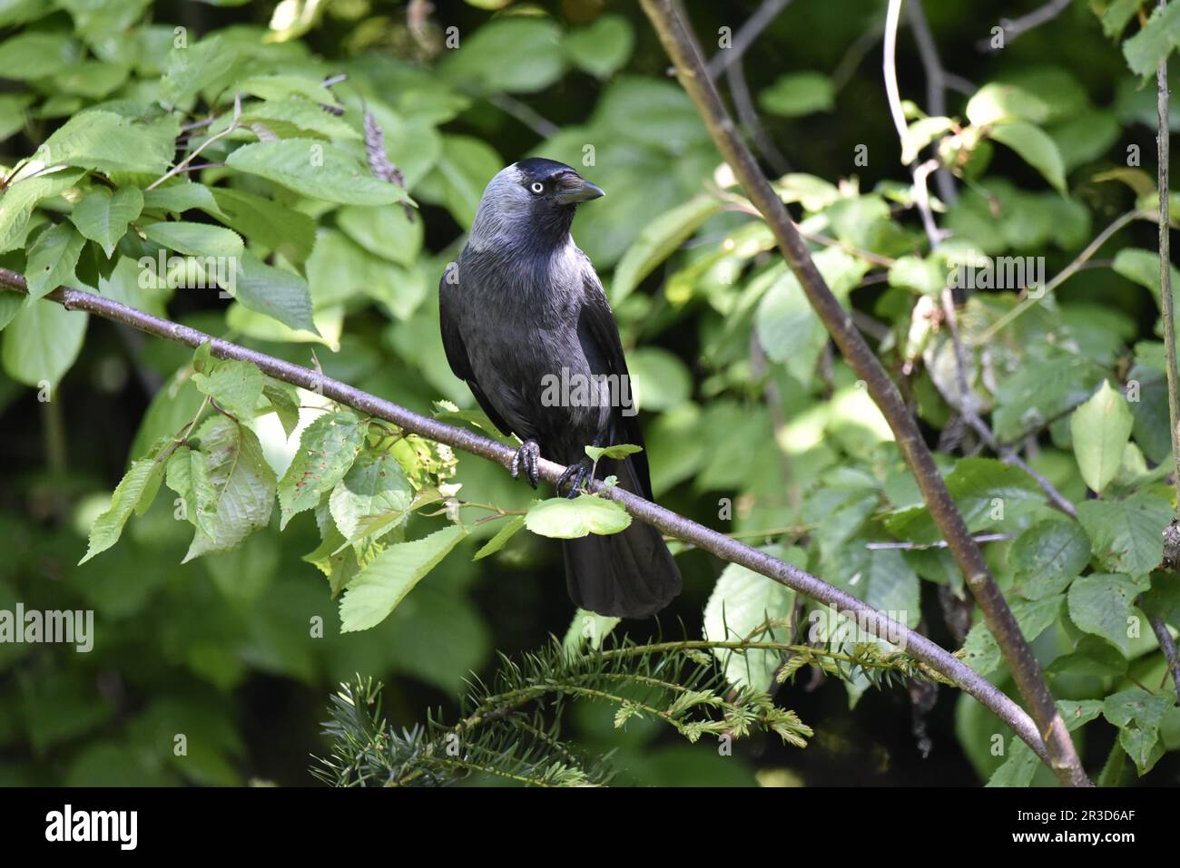 Close-Up, Middle Foreground Facing Image of a Western Jackdaw (Corvus ...