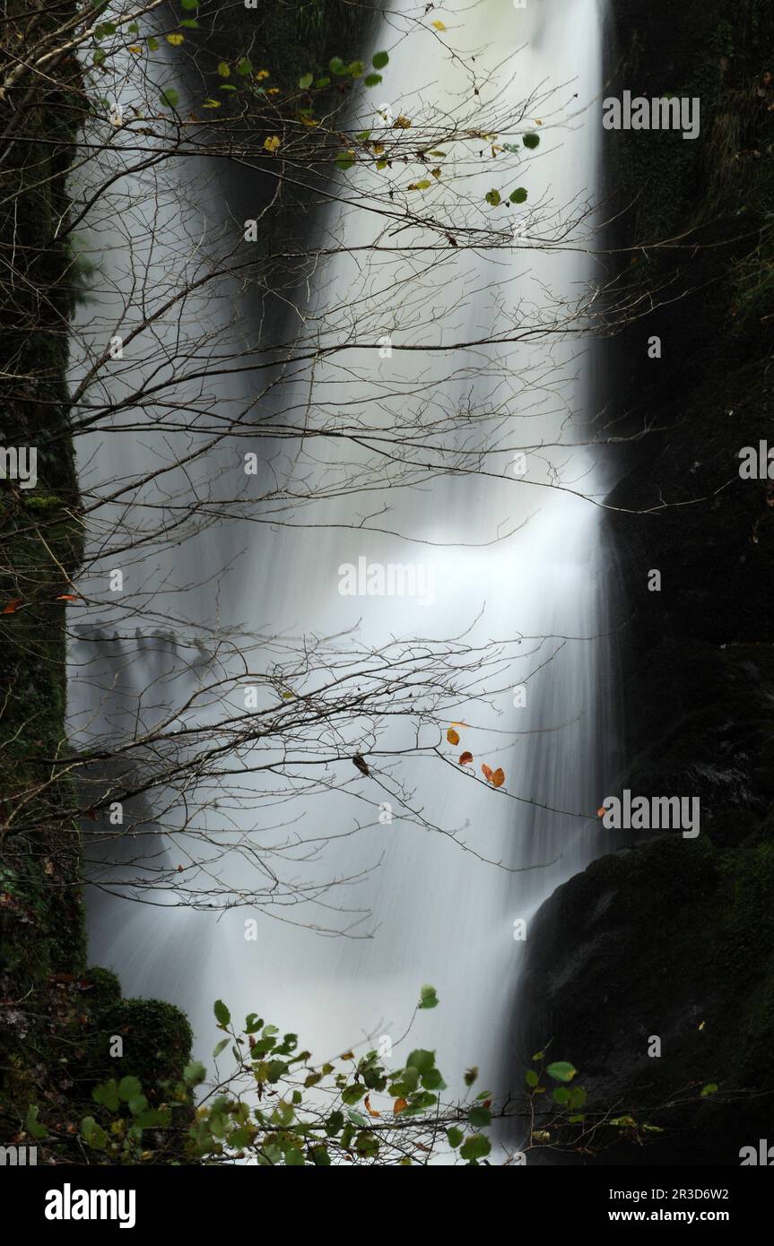 Stock Ghyll Force, Ambleside Stock Photo - Alamy